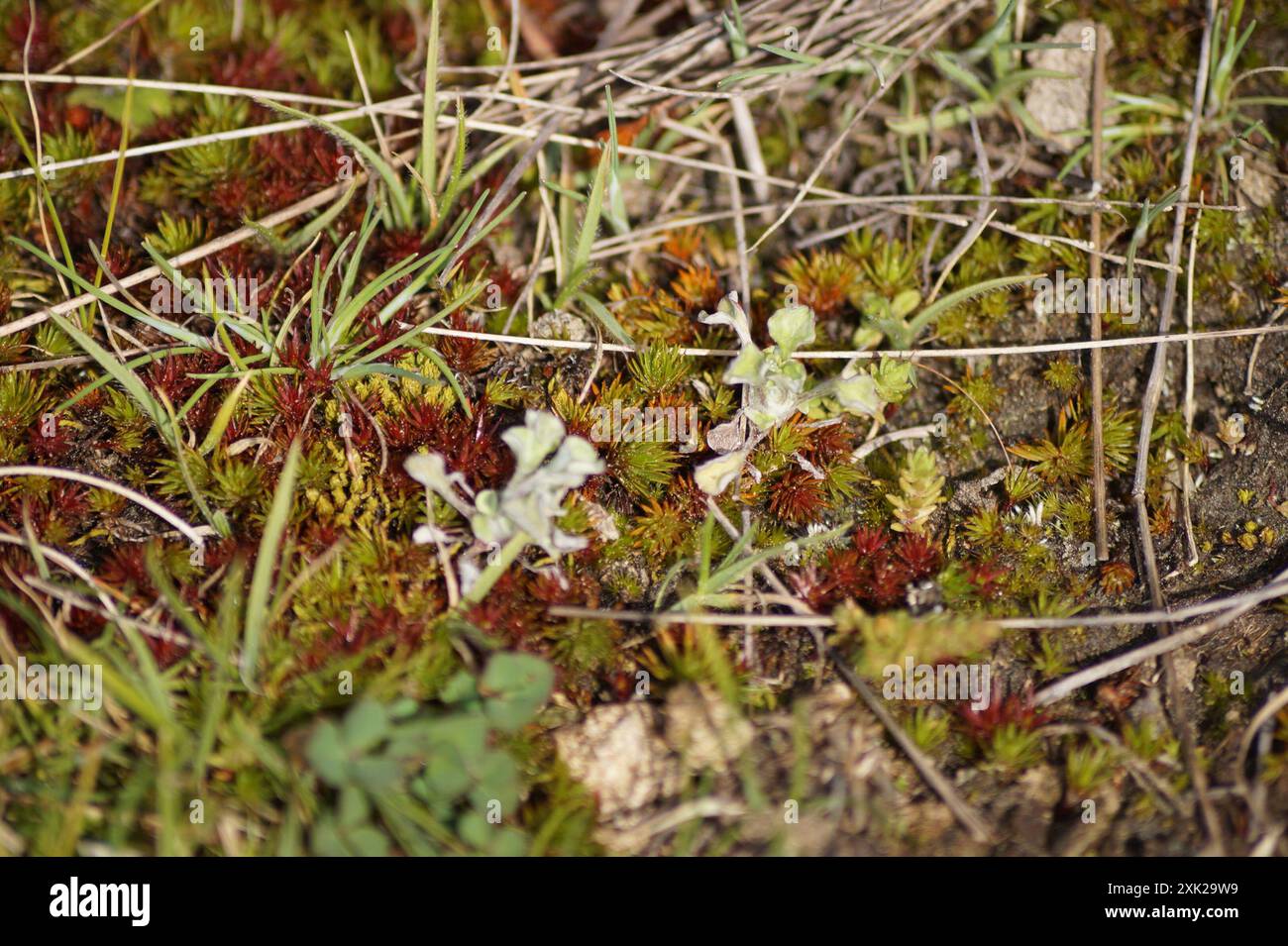 Spoon Leaved Cudweed (Stuartina muelleri) Plantae Stock Photo - Alamy
