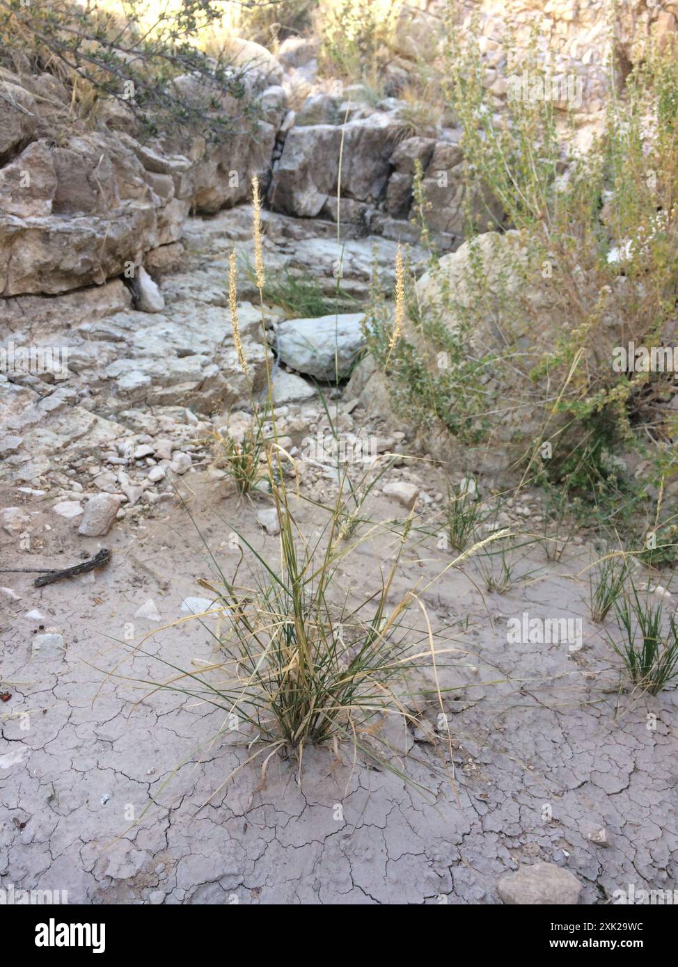 plains bristlegrass (Setaria leucopila) Plantae Stock Photo - Alamy