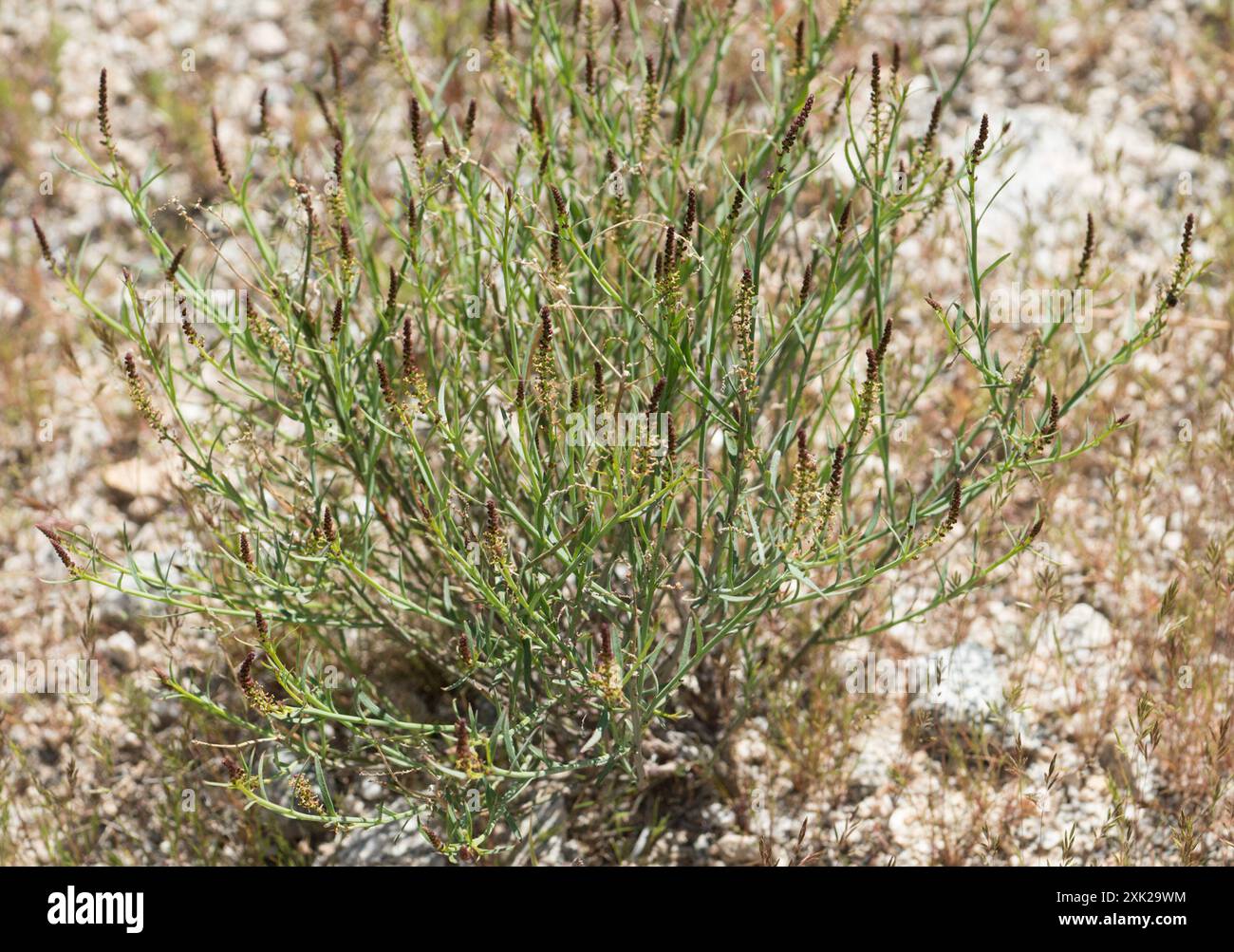 Narrow-leaved Stillingia (Stillingia linearifolia) Plantae Stock Photo ...