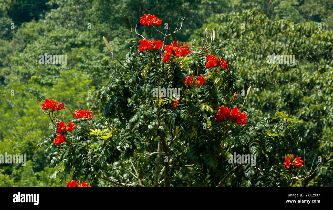 Tropical red flowers on a tree in the rainforest. kerala Stock Photo ...