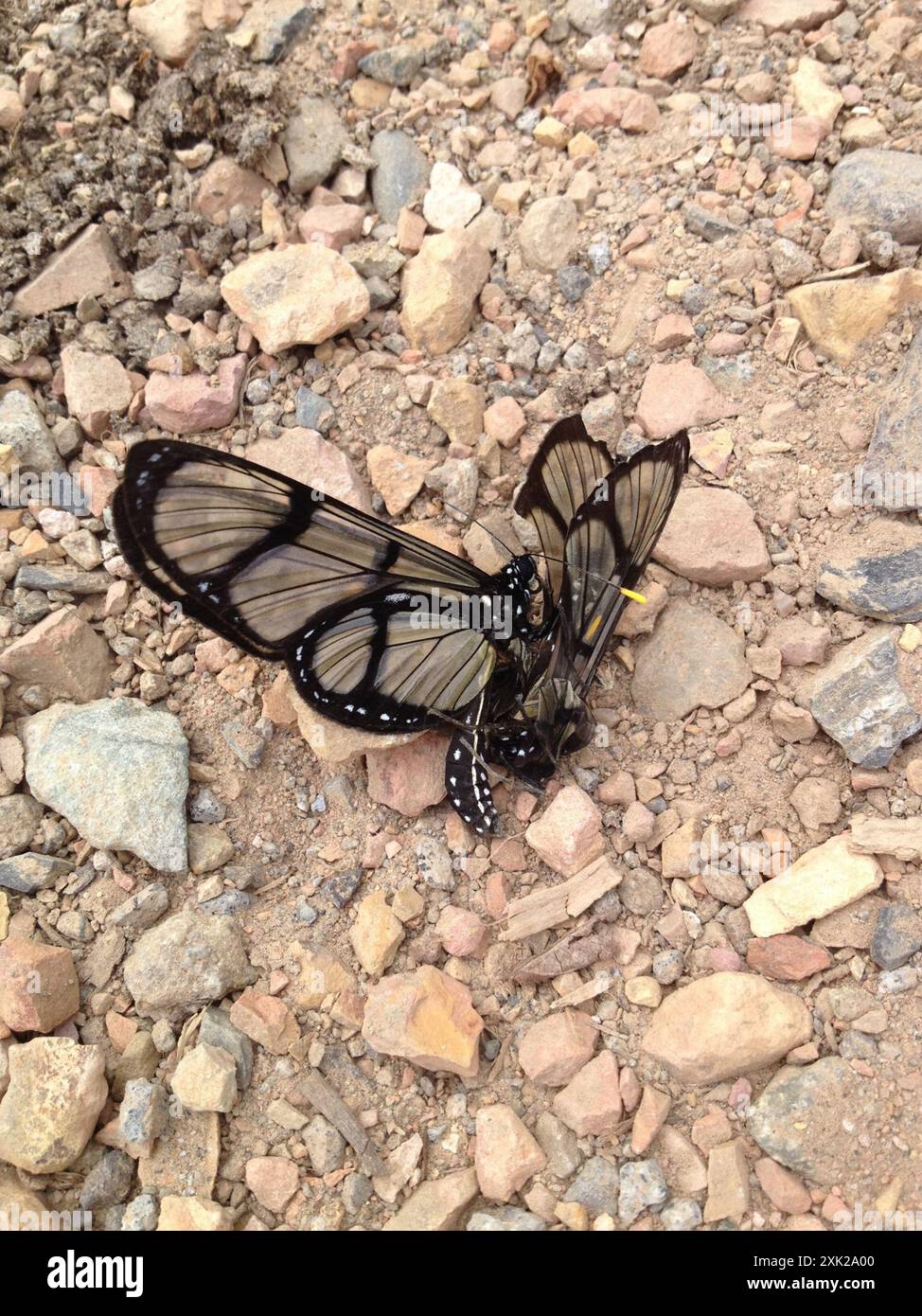 Psamathe hi-res stock photography and images - Alamy
