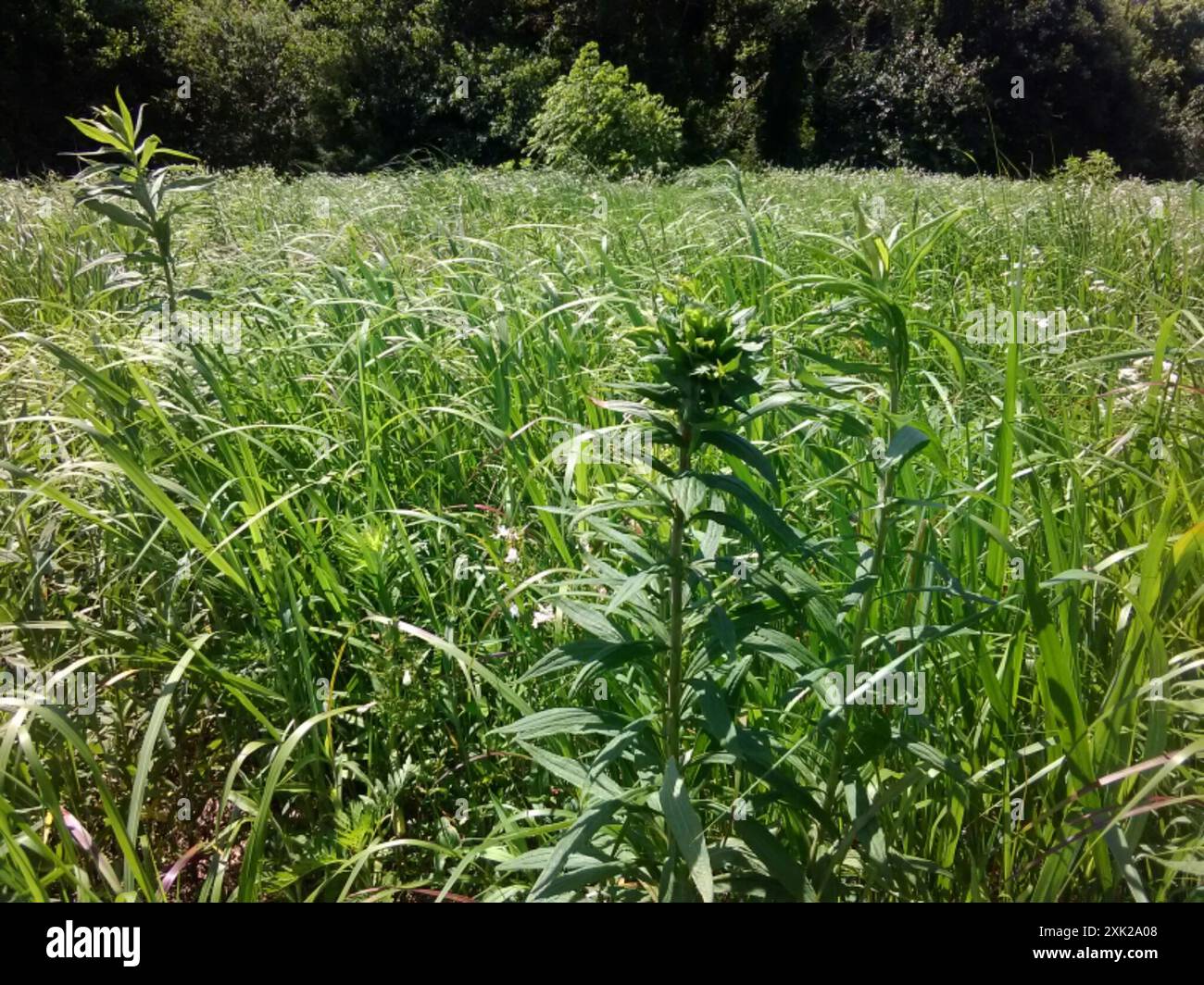 Goldenrod Bunch Gall Midge (Rhopalomyia solidaginis) Insecta Stock ...