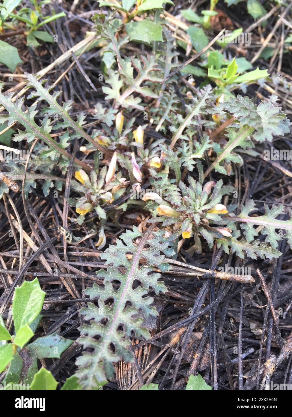 Pinewoods lousewort hi-res stock photography and images - Alamy