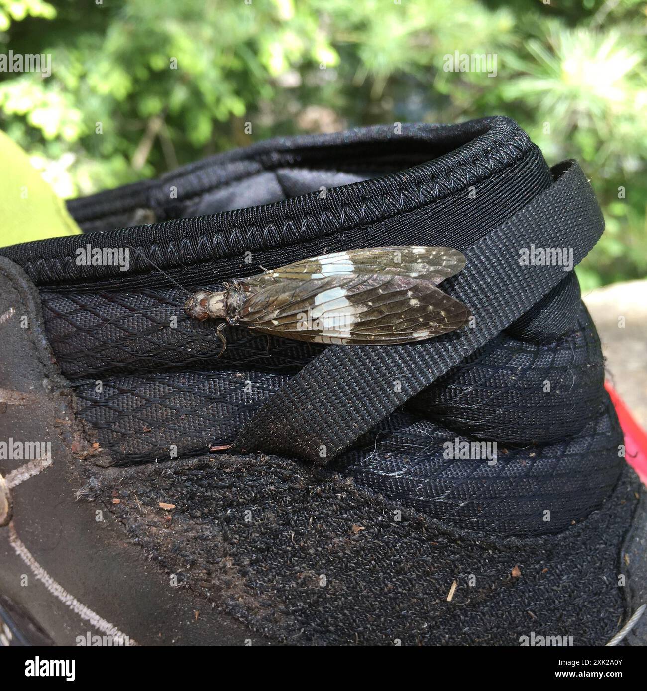 Fishflies hi-res stock photography and images - Alamy