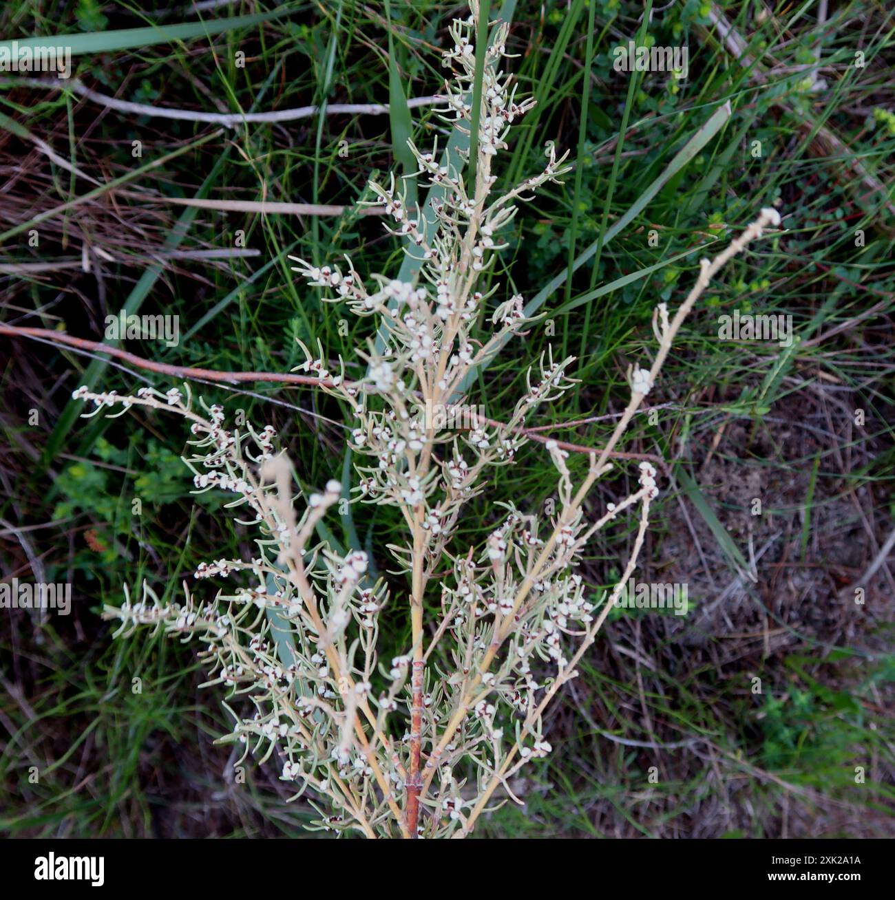 Common Marsh Sillyberry (Grubbia rosmarinifolia rosmarinifolia) Plantae ...