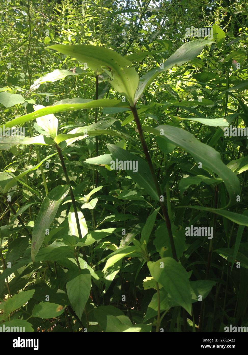 Virginia Dayflower (Commelina virginica) Plantae Stock Photo - Alamy