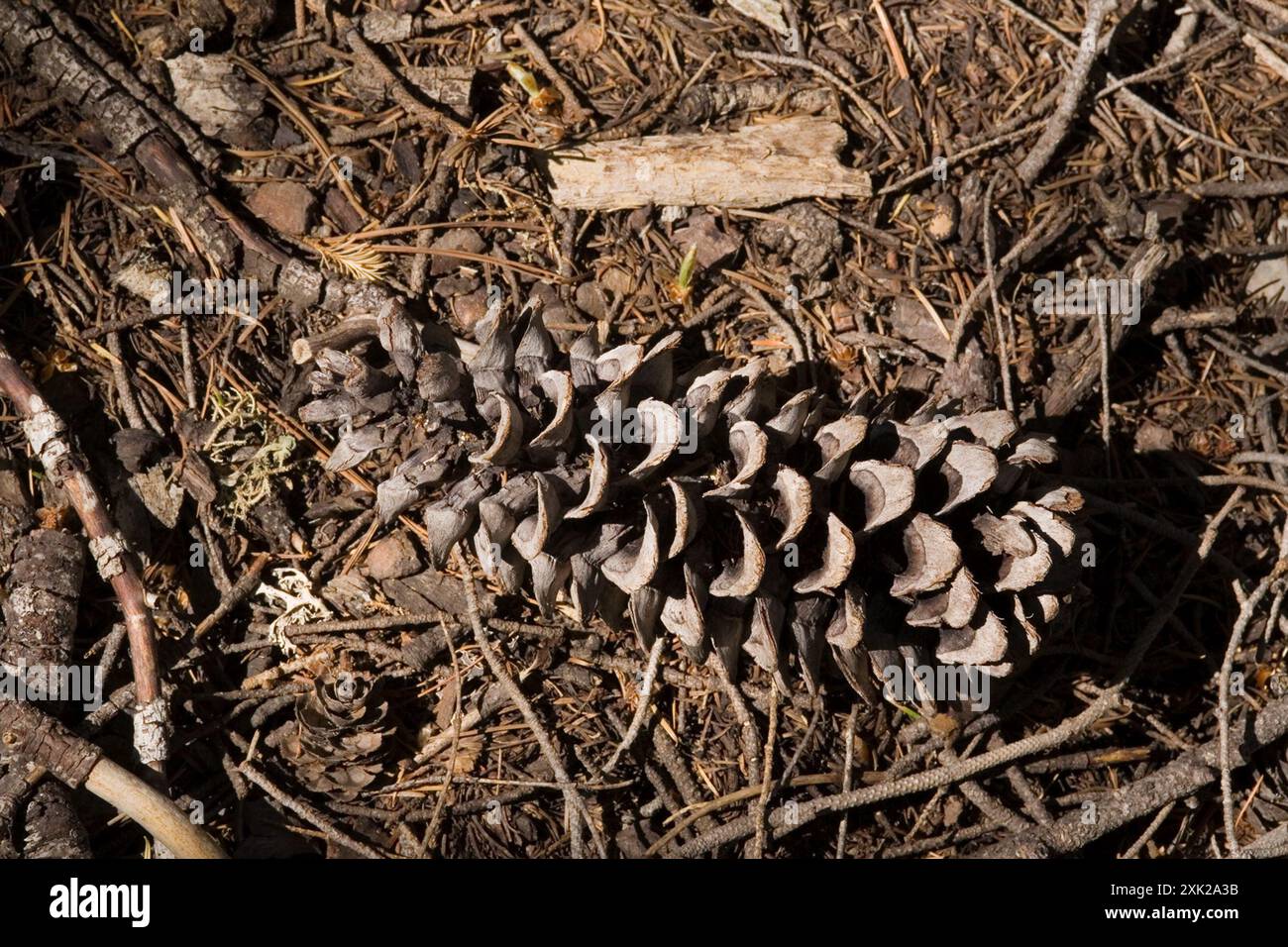 southwestern white pine (Pinus strobiformis) Plantae Stock Photo - Alamy