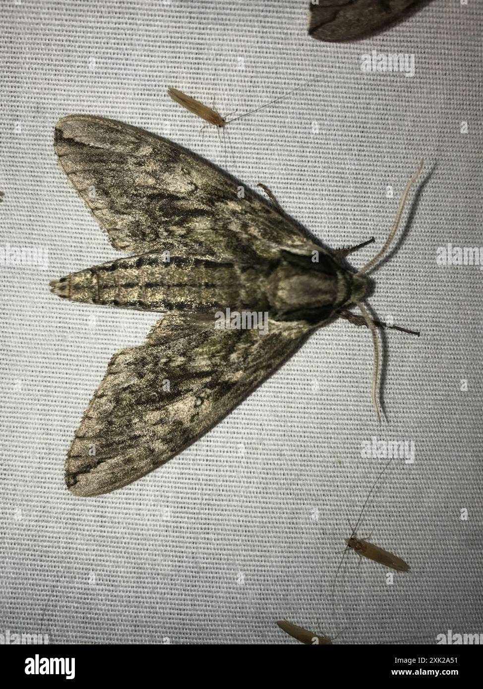 Hagen's Sphinx (Ceratomia hageni) Insecta Stock Photo - Alamy