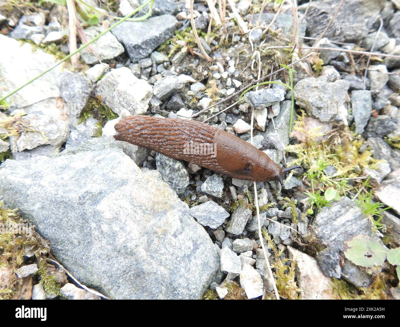 Spanish Slug (Arion vulgaris) Mollusca Stock Photo - Alamy