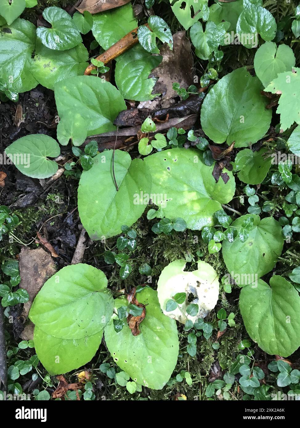 Round-leaved Violet (Viola rotundifolia) Plantae Stock Photo - Alamy