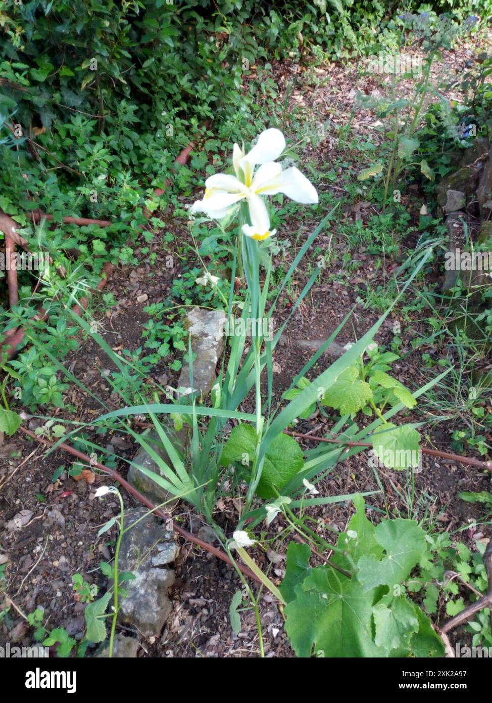 Turkish iris hi-res stock photography and images - Alamy