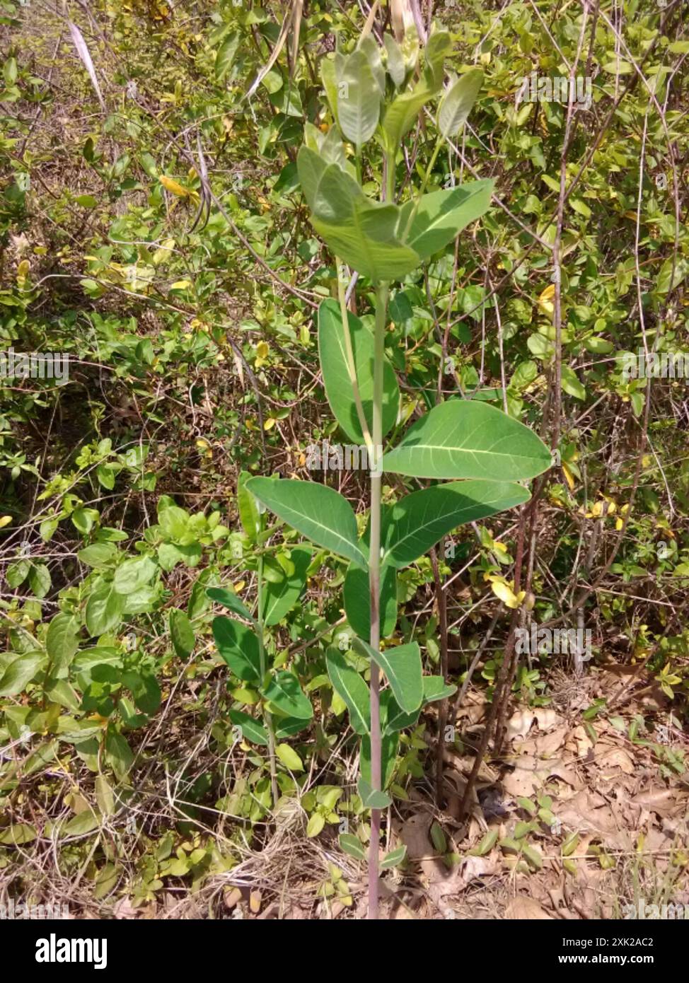 hemp dogbane (Apocynum cannabinum) Plantae Stock Photo - Alamy
