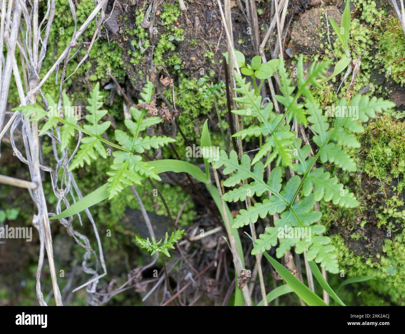 goldback fern (Pentagramma triangularis) Plantae Stock Photo - Alamy