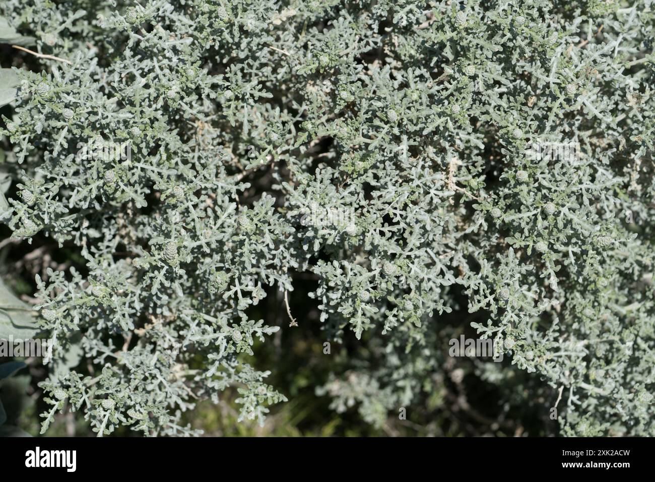 Burrobush (Ambrosia dumosa) Plantae Stock Photo - Alamy