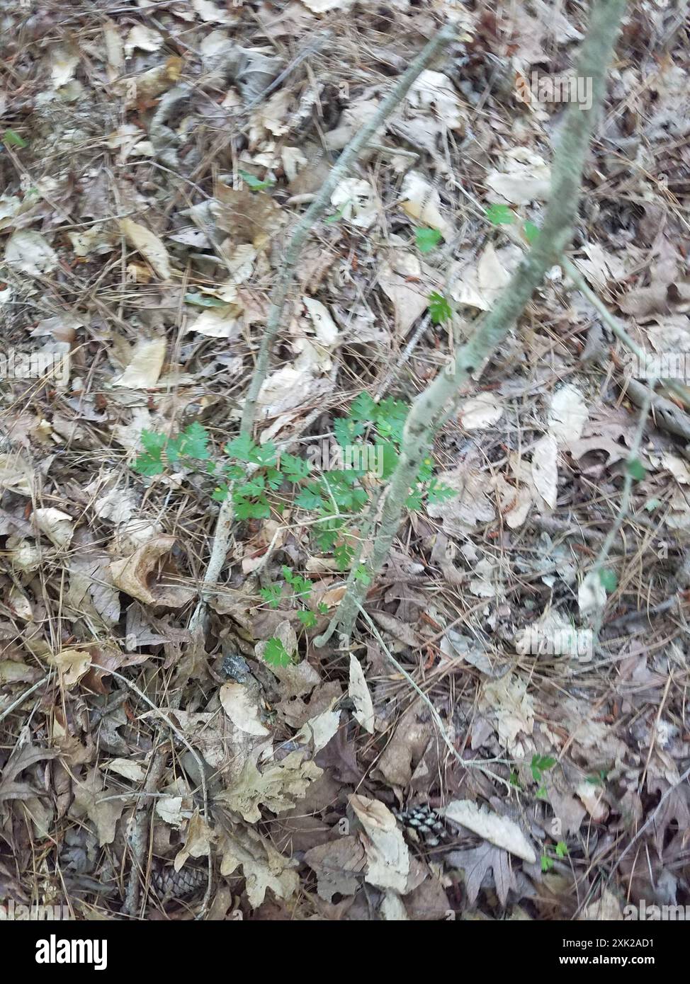 parsley hawthorn (Crataegus marshallii) Plantae Stock Photo - Alamy