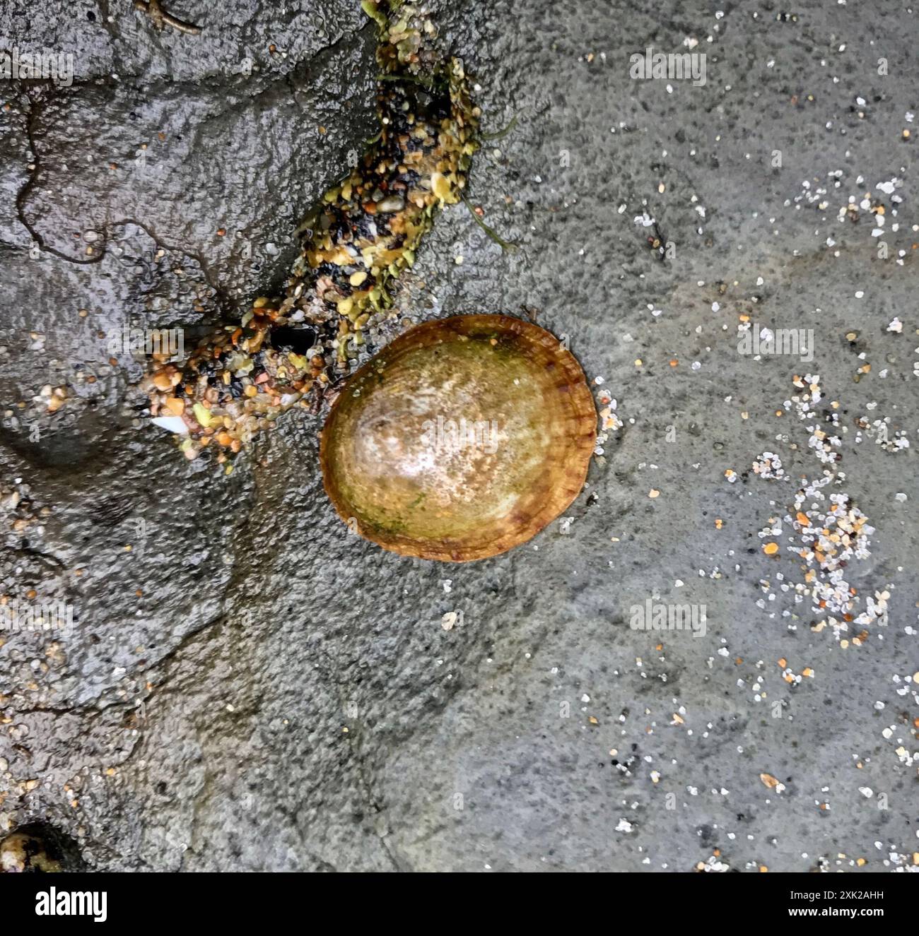 File Limpet (Lottia limatula) Mollusca Stock Photo - Alamy