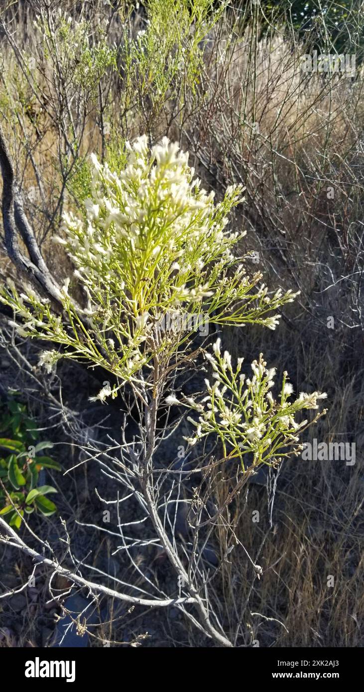 Desert Broom (Baccharis sarothroides) Plantae Stock Photo - Alamy