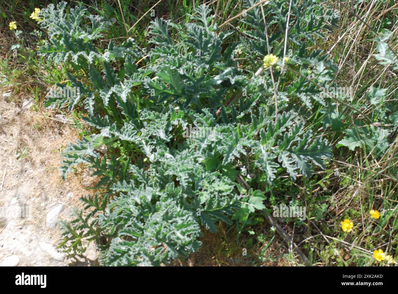 deadly carrots (Thapsia) Plantae Stock Photo - Alamy