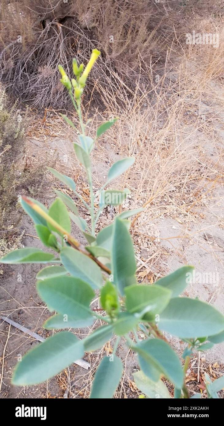 tree tobacco (Nicotiana glauca) Plantae Stock Photo - Alamy