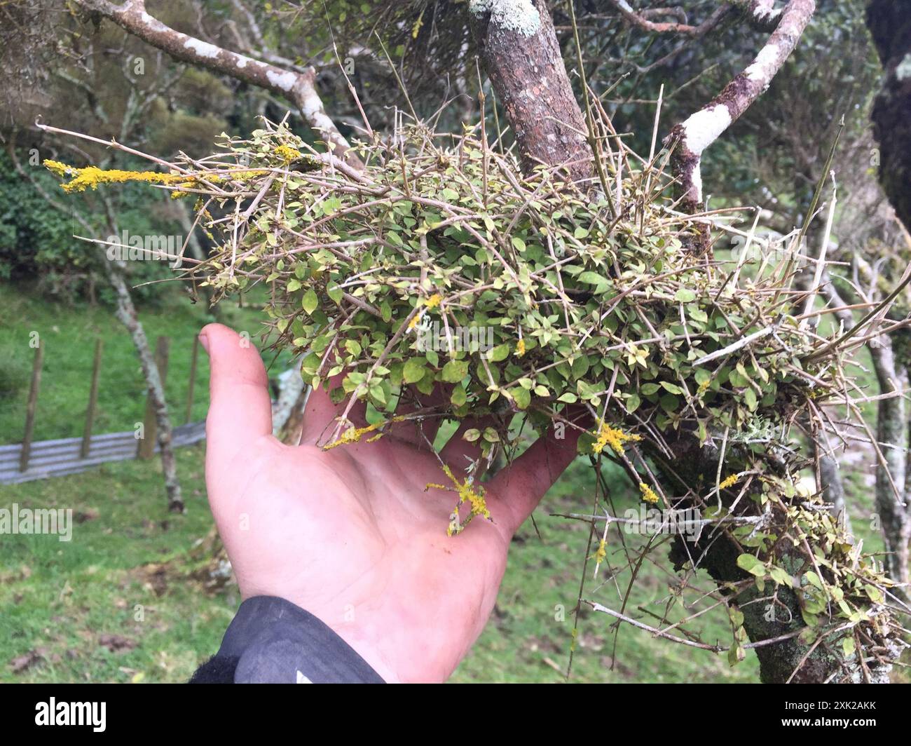 thin leaved coprosma (Coprosma areolata) Plantae Stock Photo - Alamy