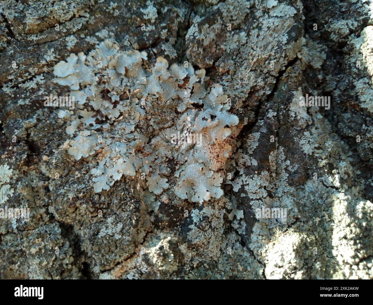Speckled Shield Lichens (Punctelia) Fungi Stock Photo - Alamy