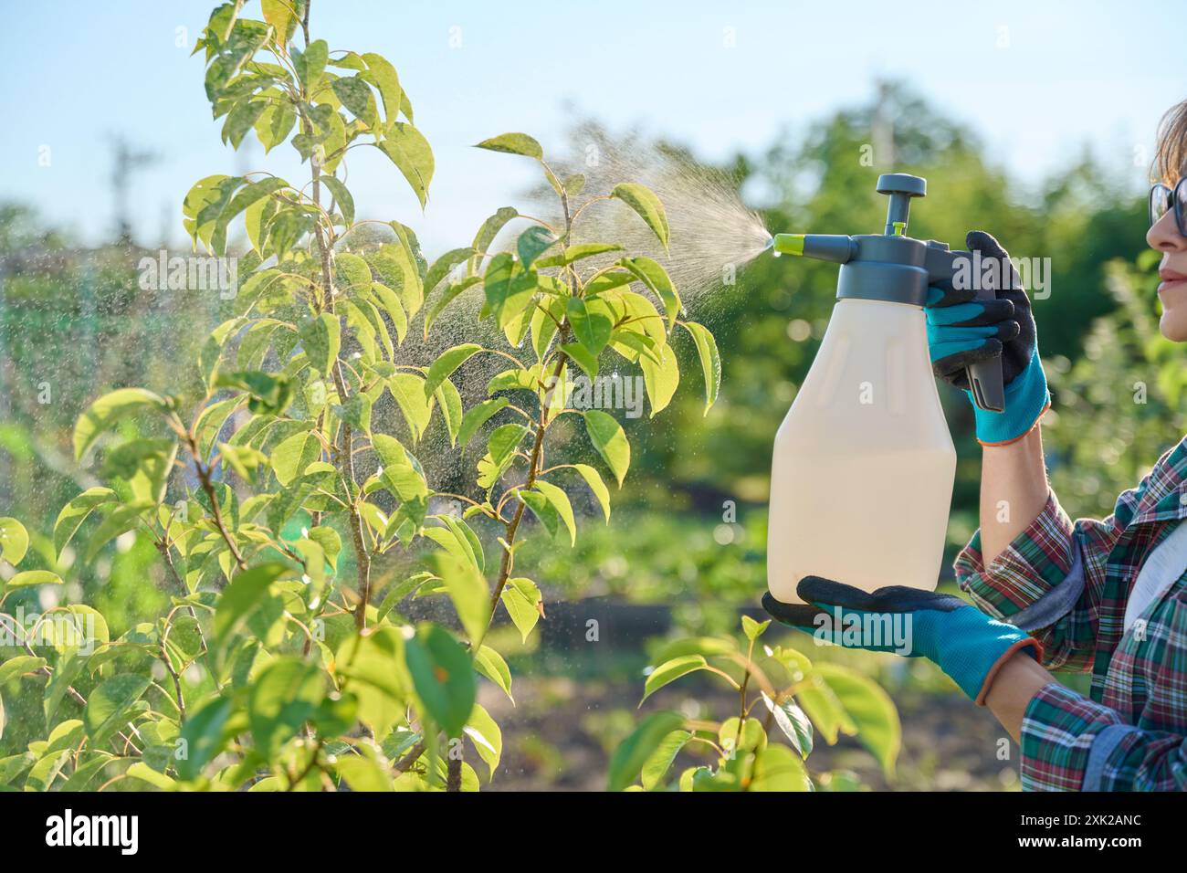 Pear tree pests and diseases hi-res stock photography and images - Alamy