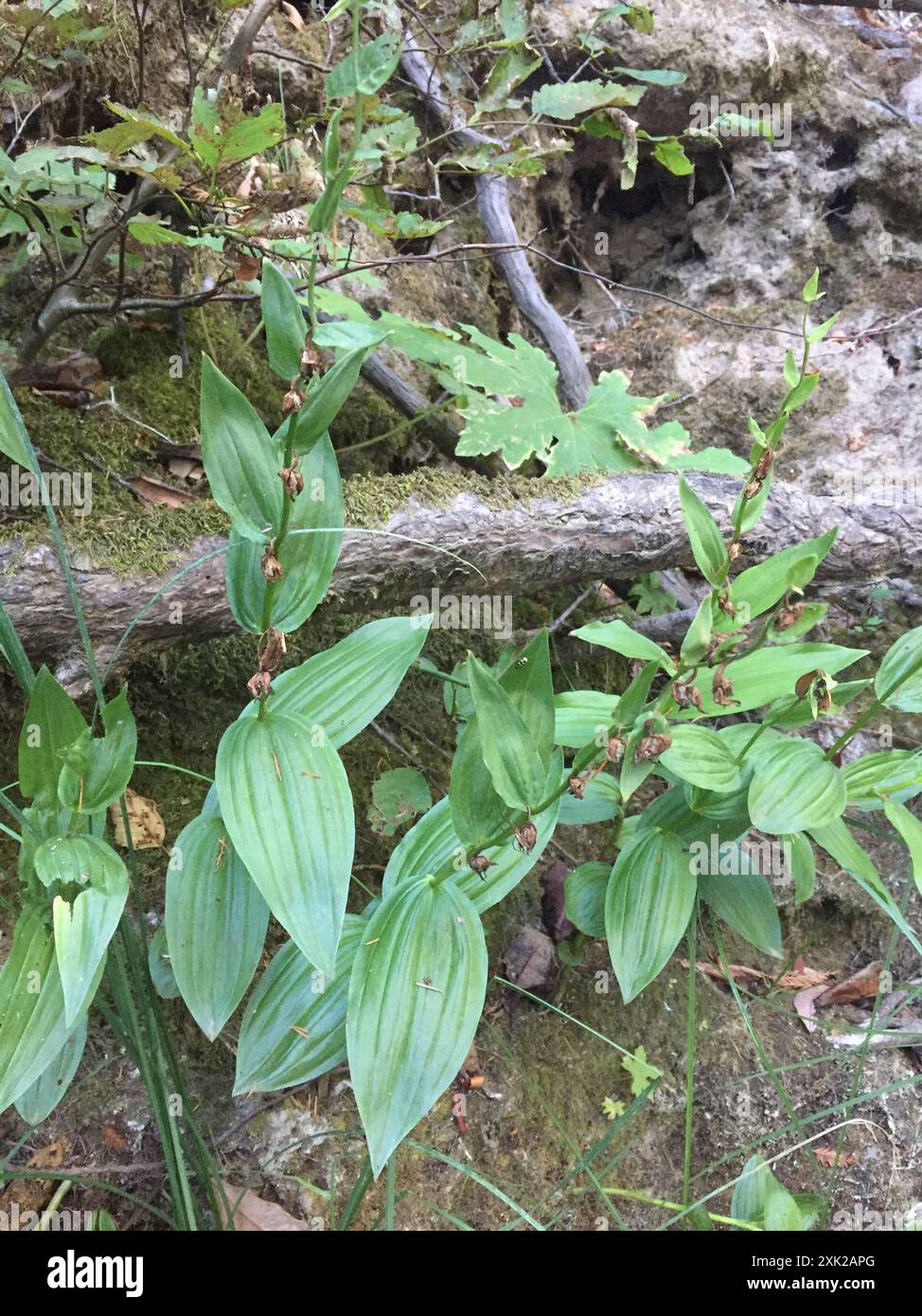 Stream Orchid (Epipactis gigantea) Plantae Stock Photo - Alamy