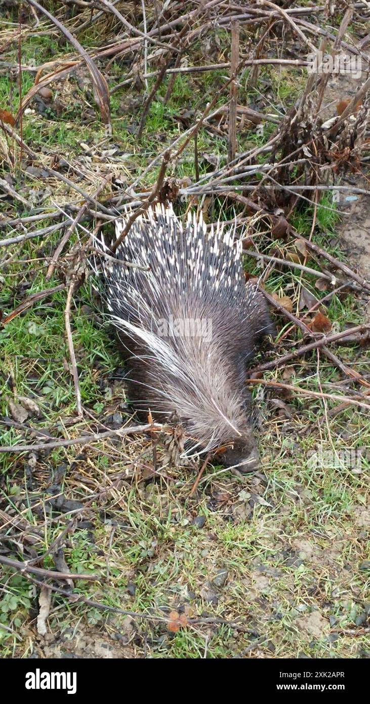 Crested Porcupine (Hystrix cristata) Mammalia Stock Photo - Alamy
