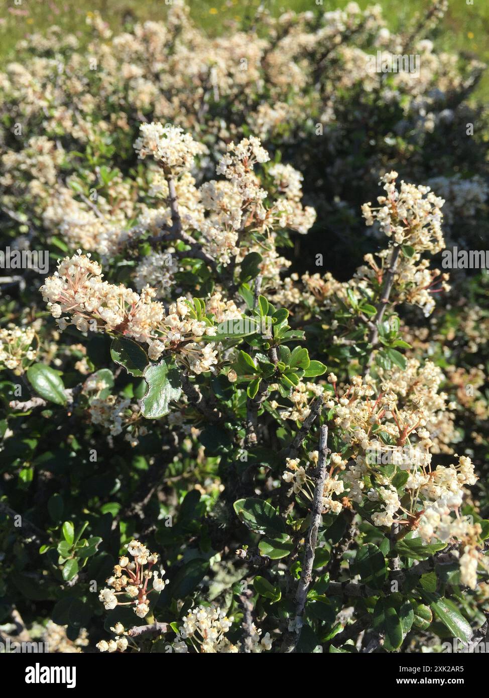 Buckbrush (Ceanothus cuneatus) Plantae Stock Photo - Alamy