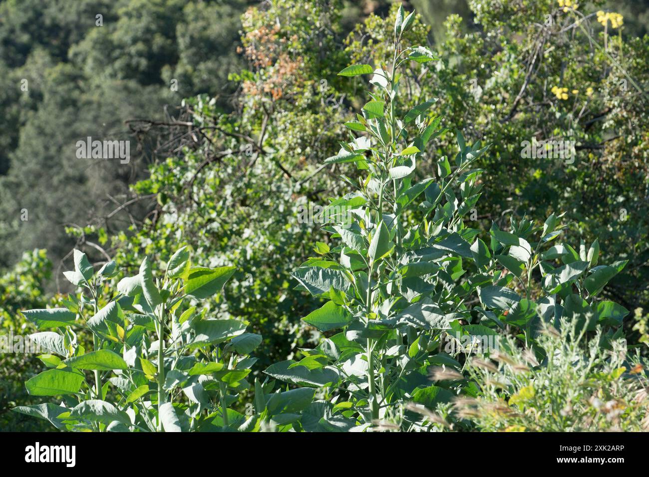 tree tobacco (Nicotiana glauca) Plantae Stock Photo - Alamy