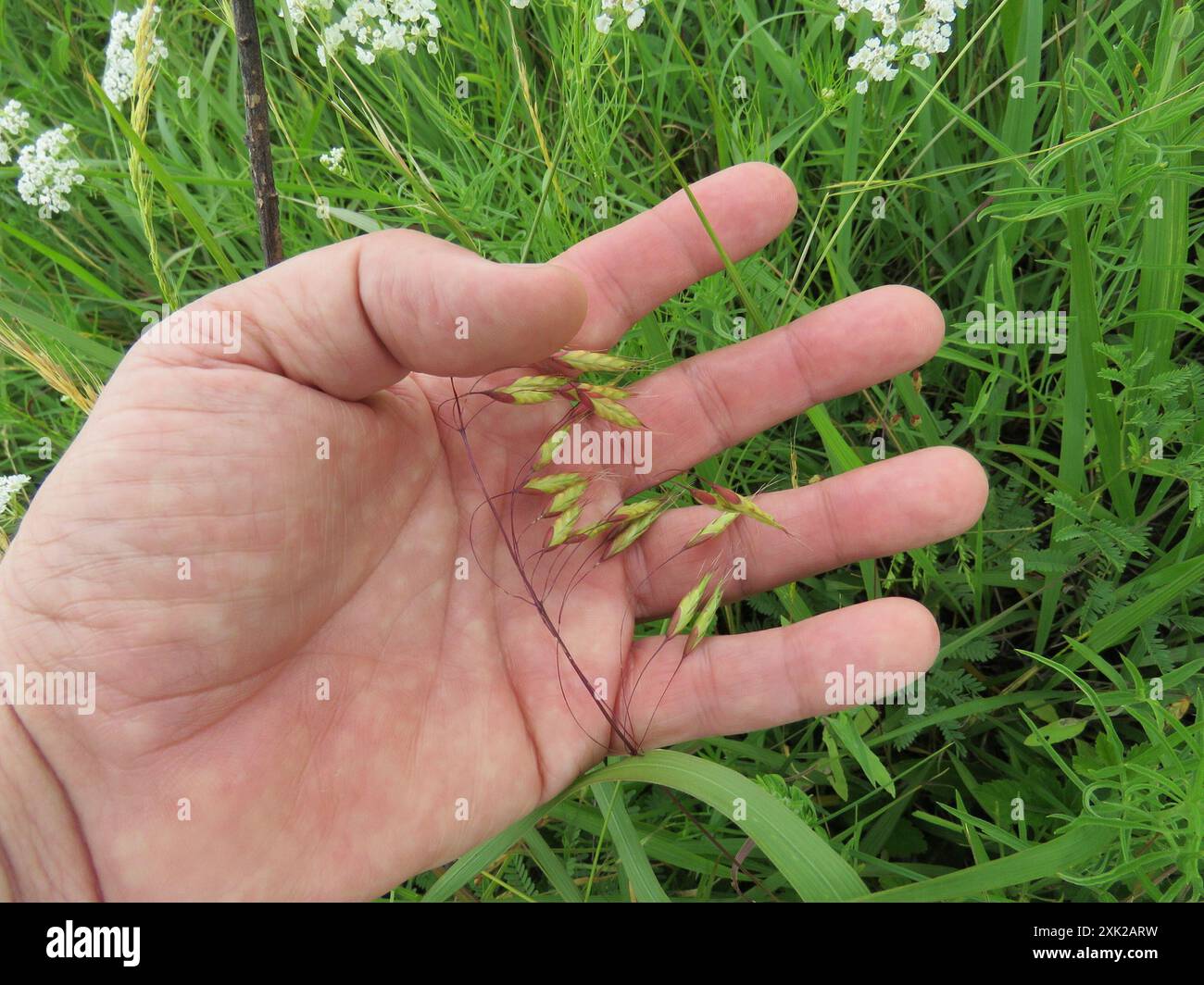 grasses (Poaceae) Plantae Stock Photo - Alamy