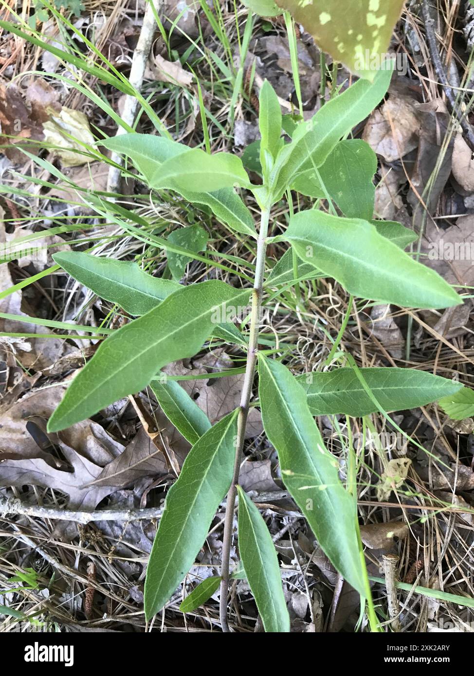 green comet milkweed (Asclepias viridiflora) Plantae Stock Photo - Alamy