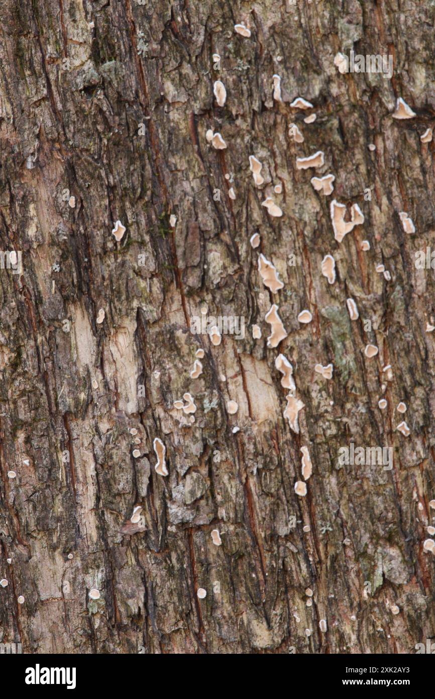 Smooth Patch Disease (Aleurodiscus oakesii) Fungi Stock Photo - Alamy