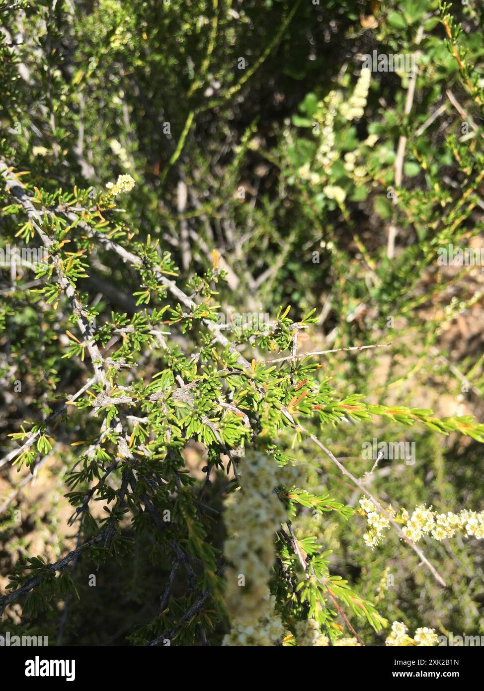 chamise (Adenostoma fasciculatum) Plantae Stock Photo - Alamy