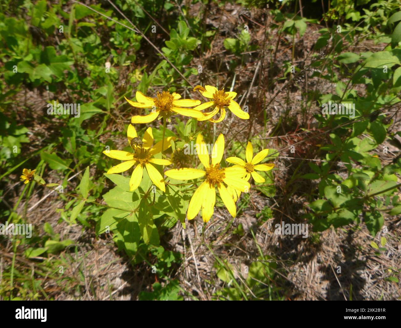 Greater Tickseed (Coreopsis major) Plantae Stock Photo - Alamy