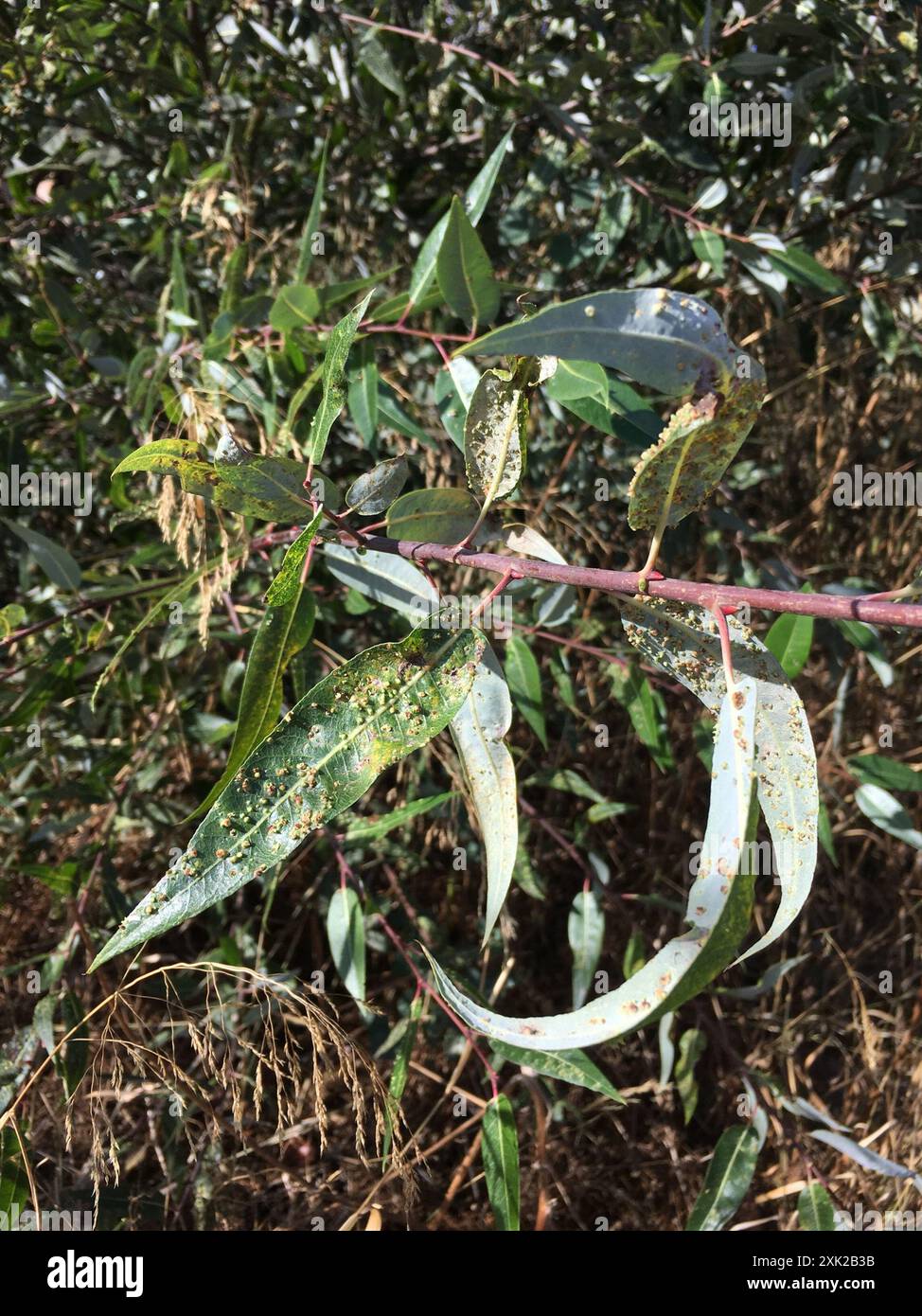 Willow Bead Gall Mite (Aculus tetanothrix) Arachnida Stock Photo - Alamy
