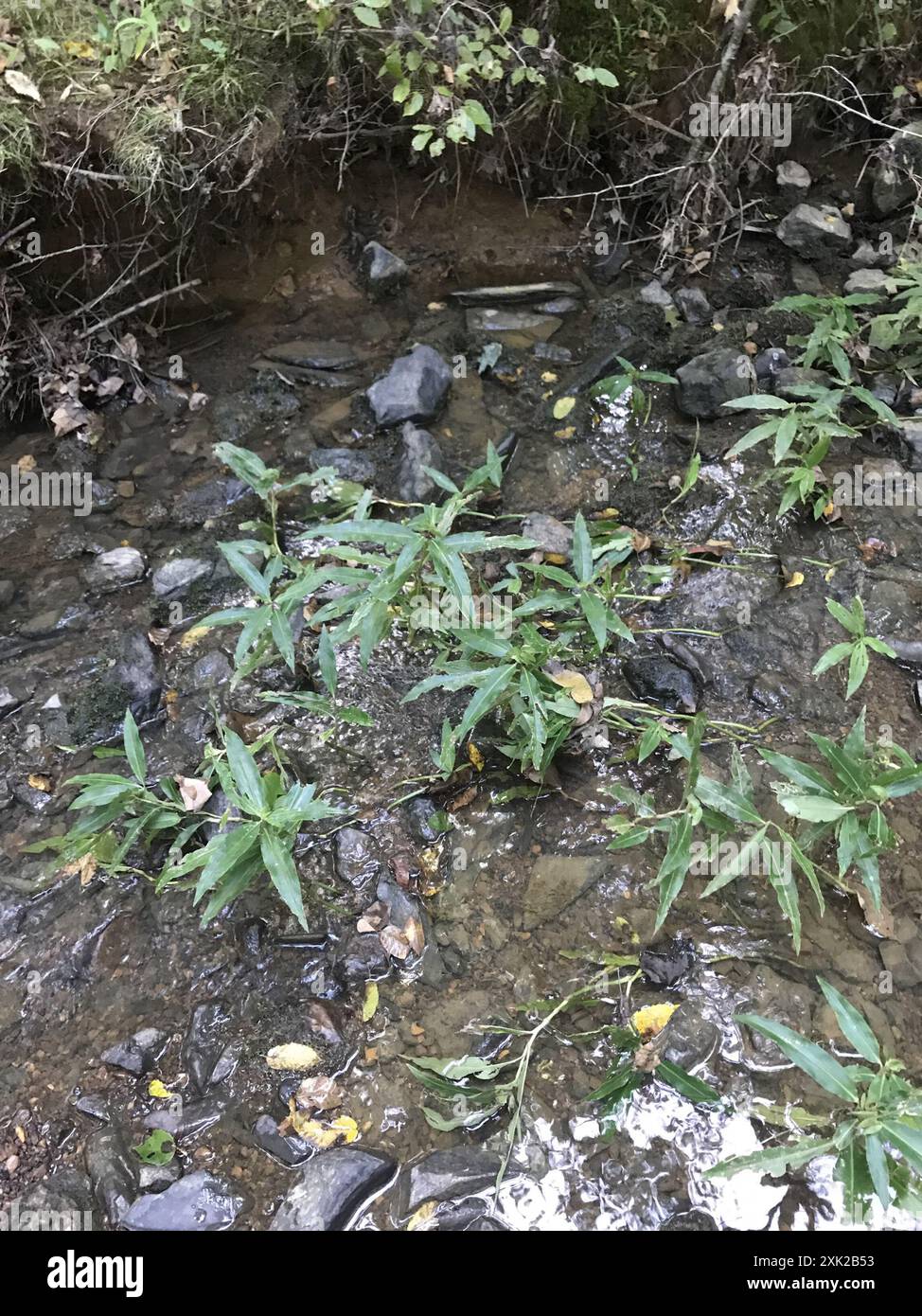 Virginia Dayflower (Commelina virginica) Plantae Stock Photo - Alamy