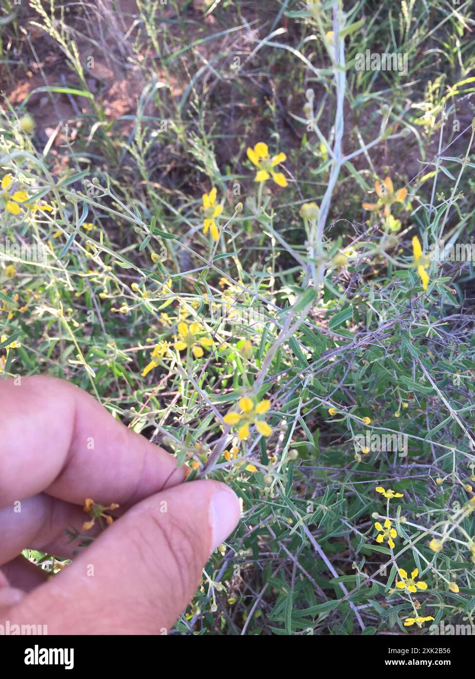 slender janusia (Janusia gracilis) Plantae Stock Photo - Alamy