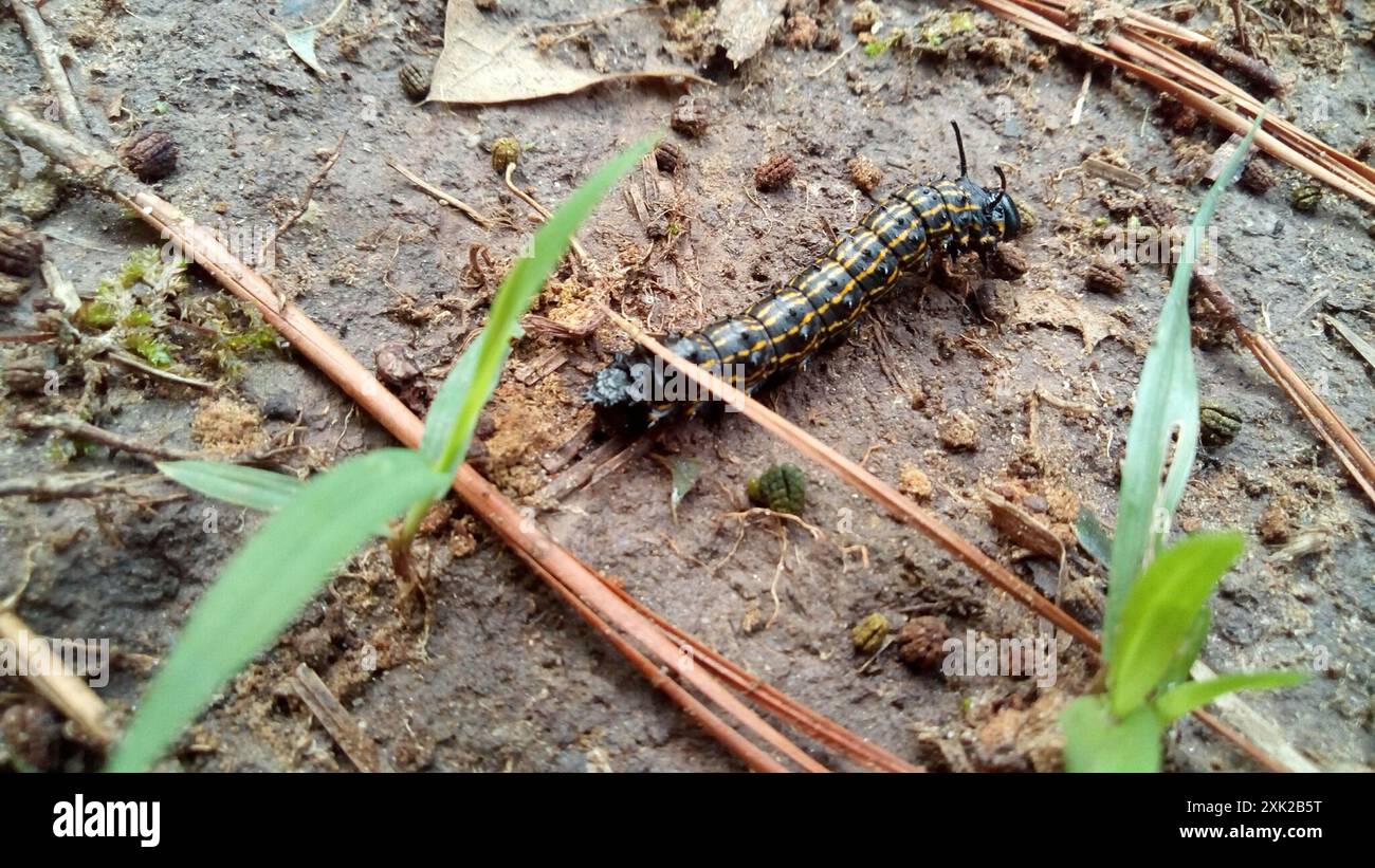 Orange-tipped Oakworm Moth (Anisota senatoria) Insecta Stock Photo - Alamy