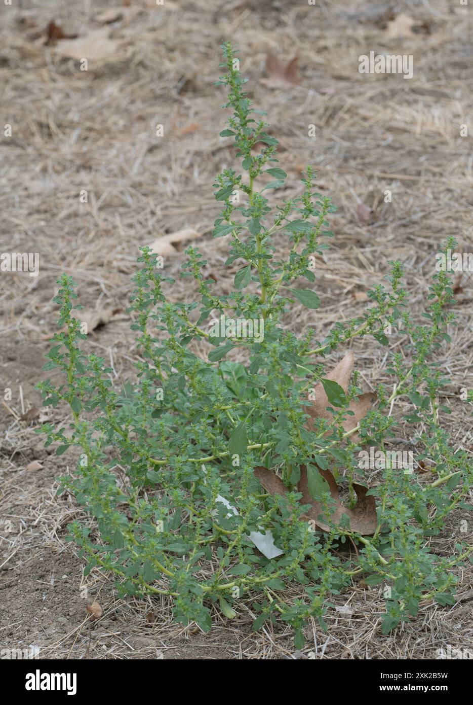 prostrate pigweed (Amaranthus albus) Plantae Stock Photo - Alamy