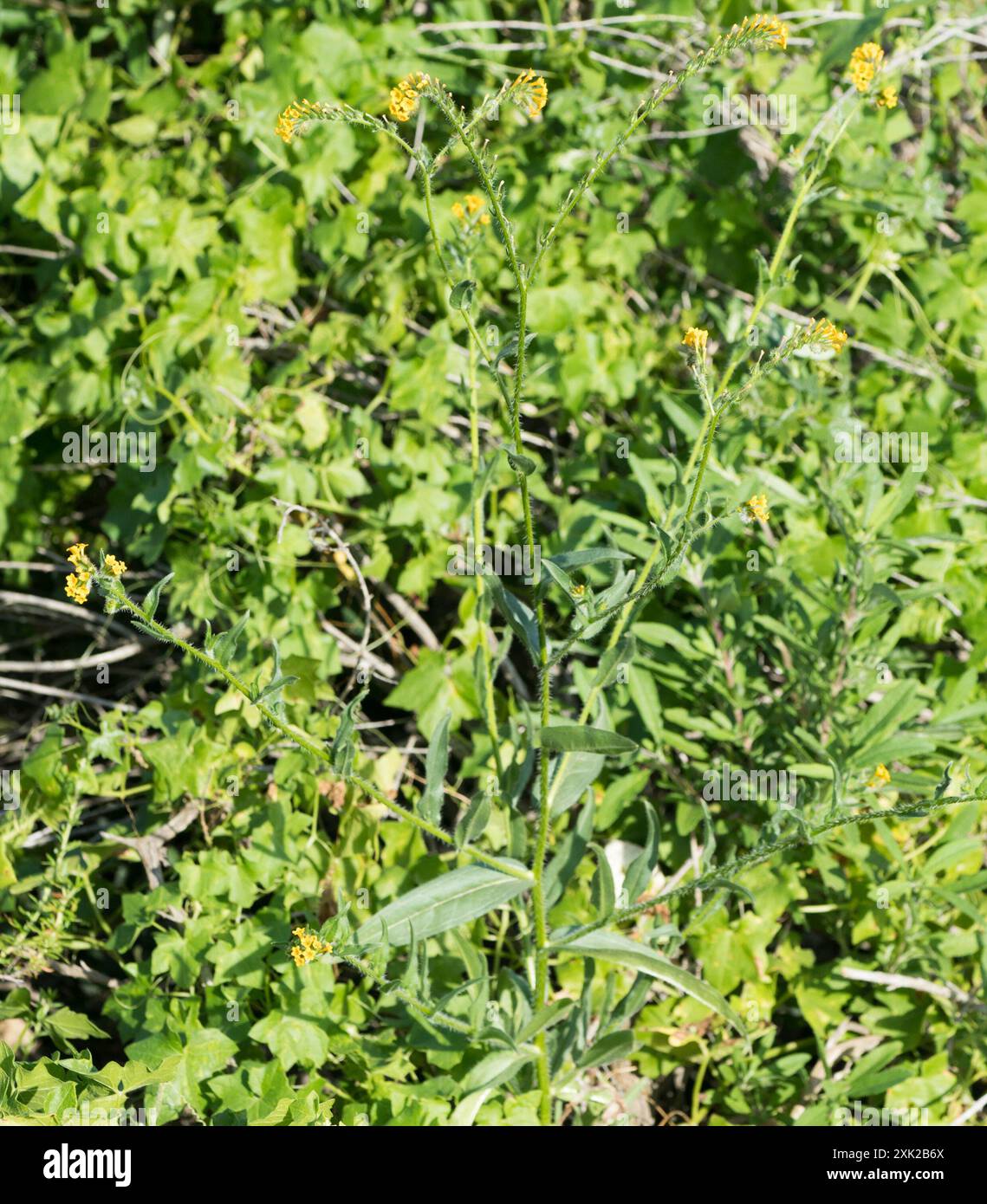 Common Fiddleneck (Amsinckia menziesii) Plantae Stock Photo - Alamy