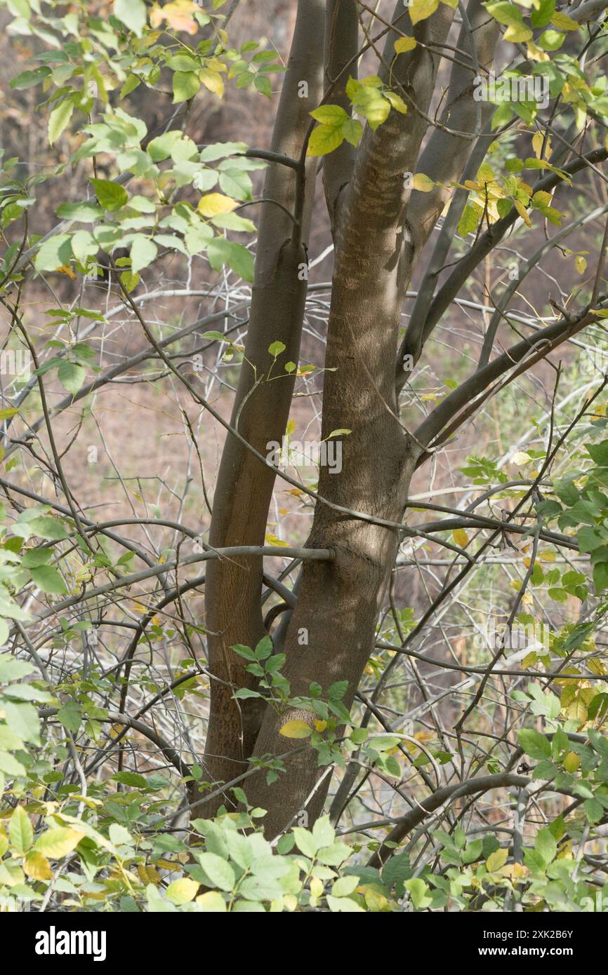 velvet ash (Fraxinus velutina) Plantae Stock Photo - Alamy