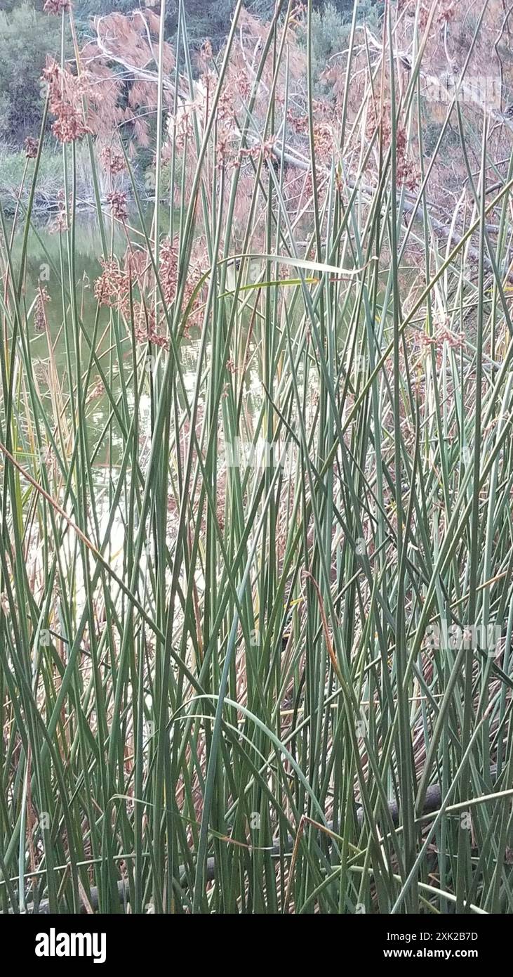 California bulrush (Schoenoplectus californicus) Plantae Stock Photo ...