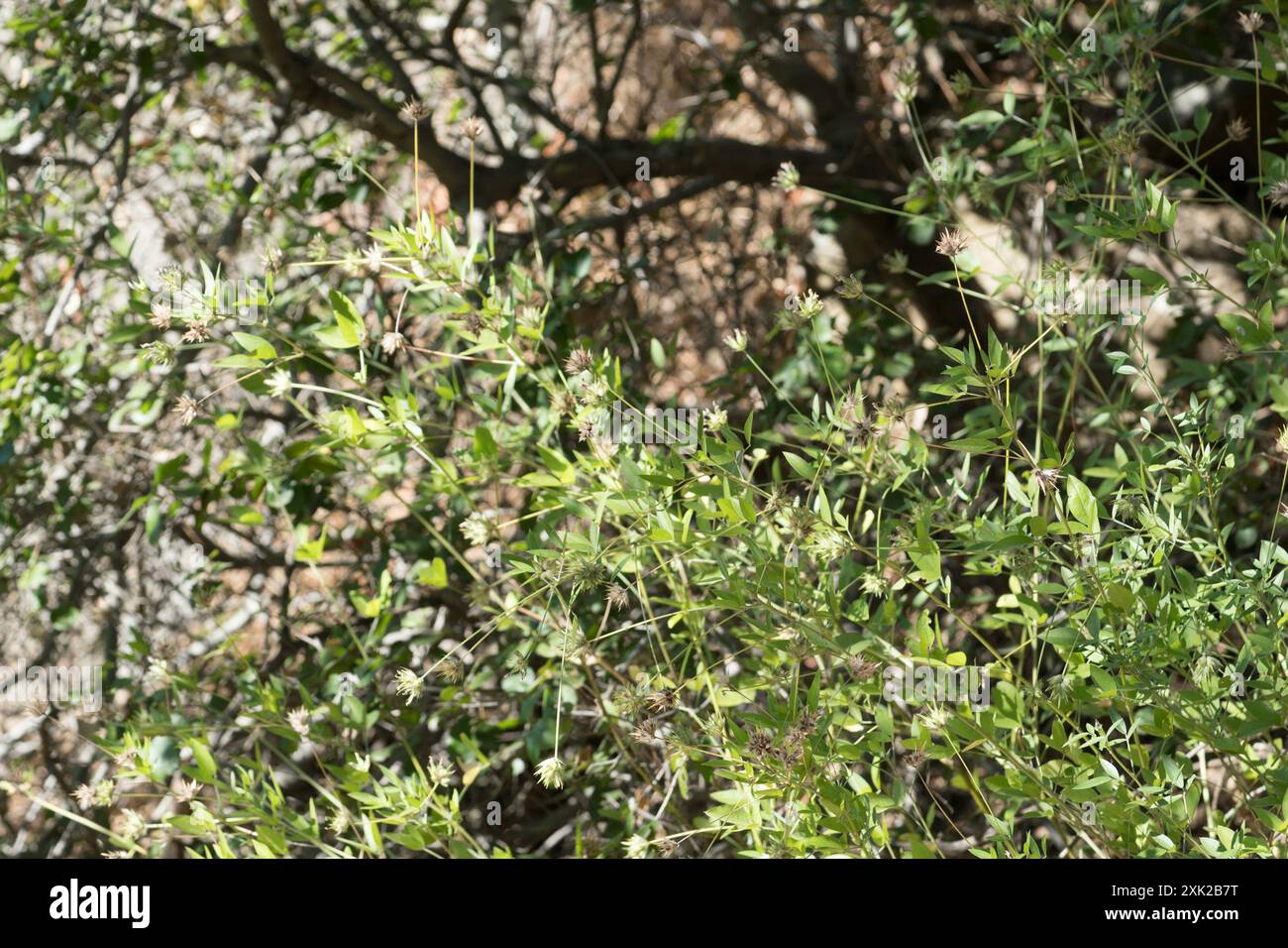 arabian pea (Bituminaria bituminosa) Plantae Stock Photo - Alamy