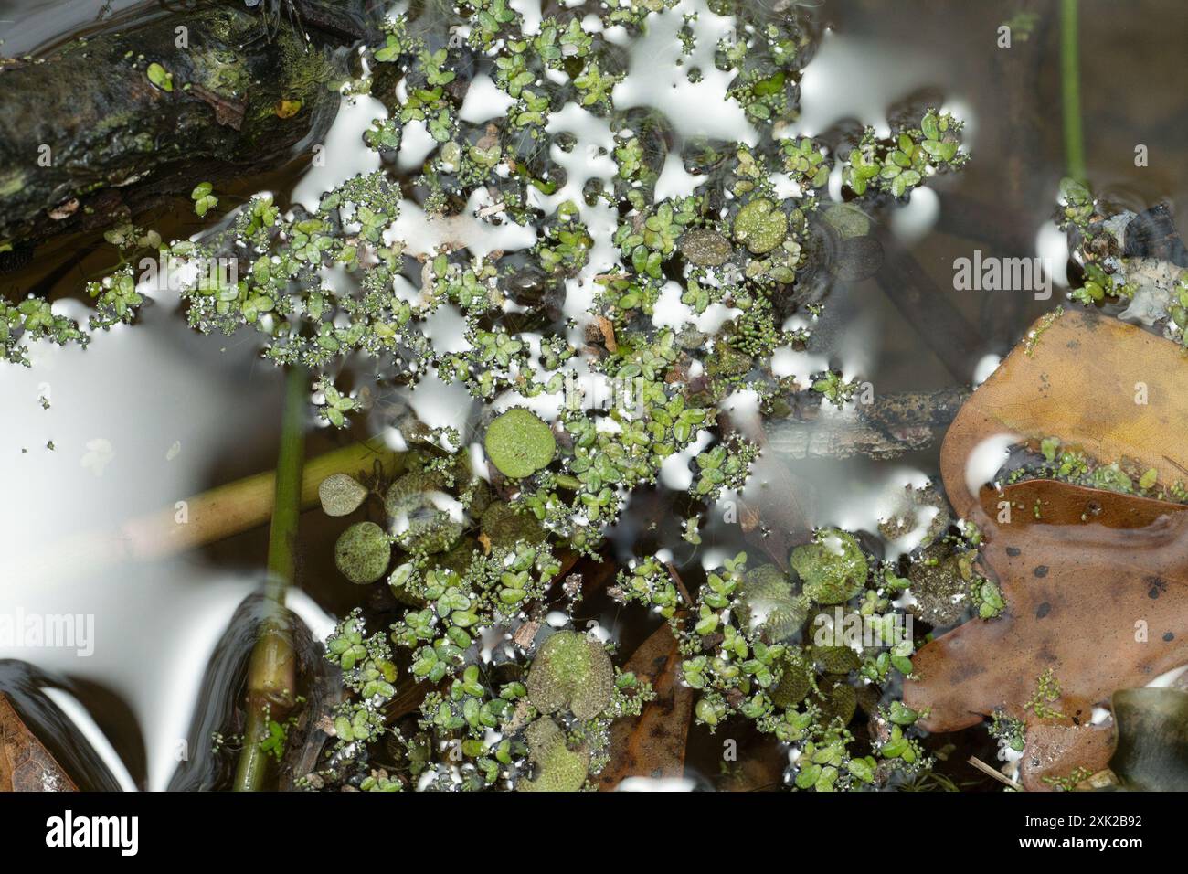 duckweeds (Lemnoideae) Plantae Stock Photo - Alamy