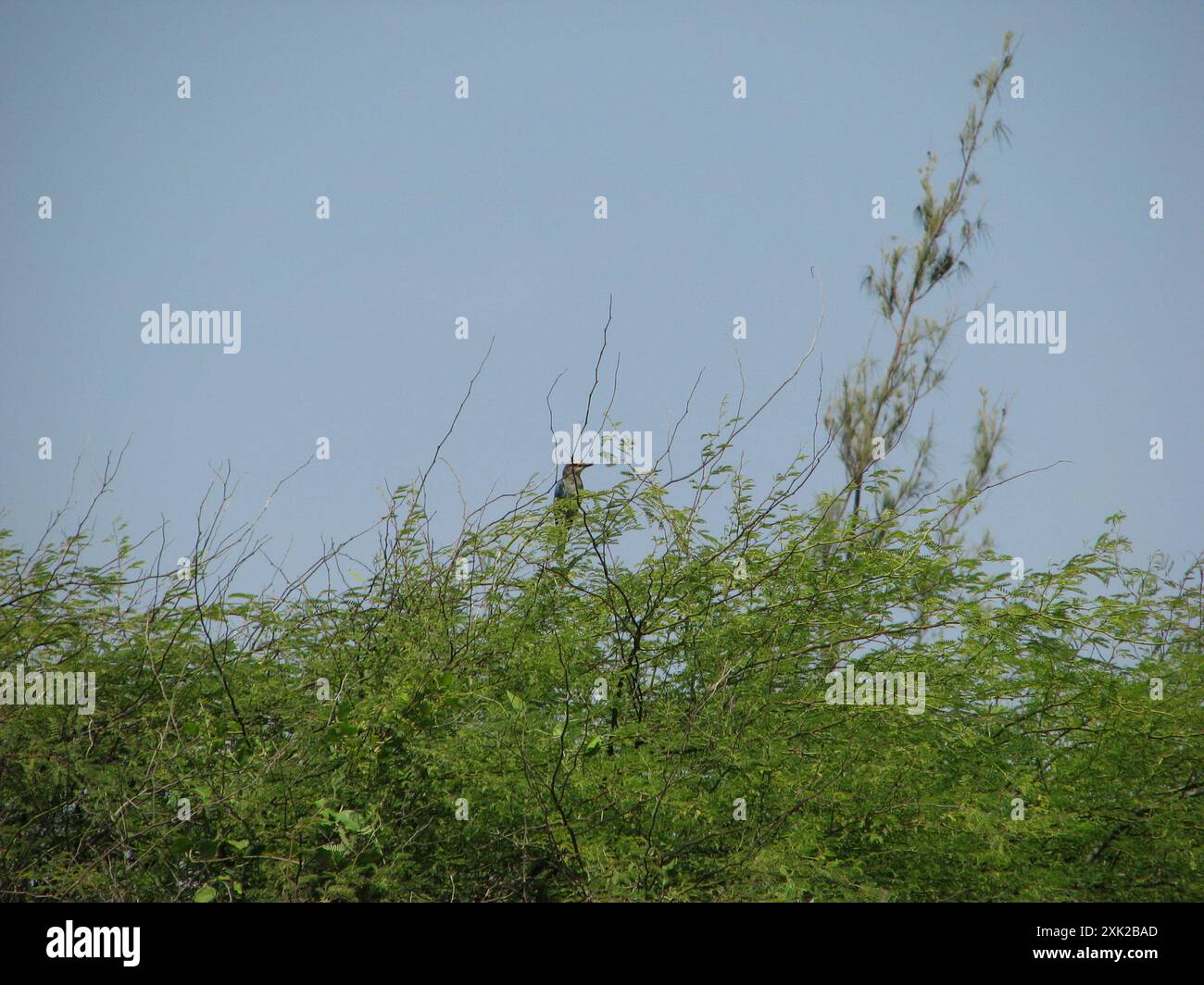Abyssinian Roller (Coracias abyssinicus) Aves Stock Photo - Alamy