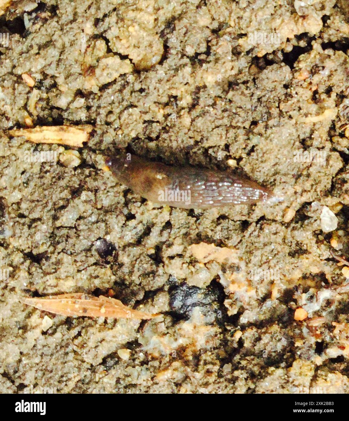 Smooth Land Slugs (Deroceras) Mollusca Stock Photo - Alamy