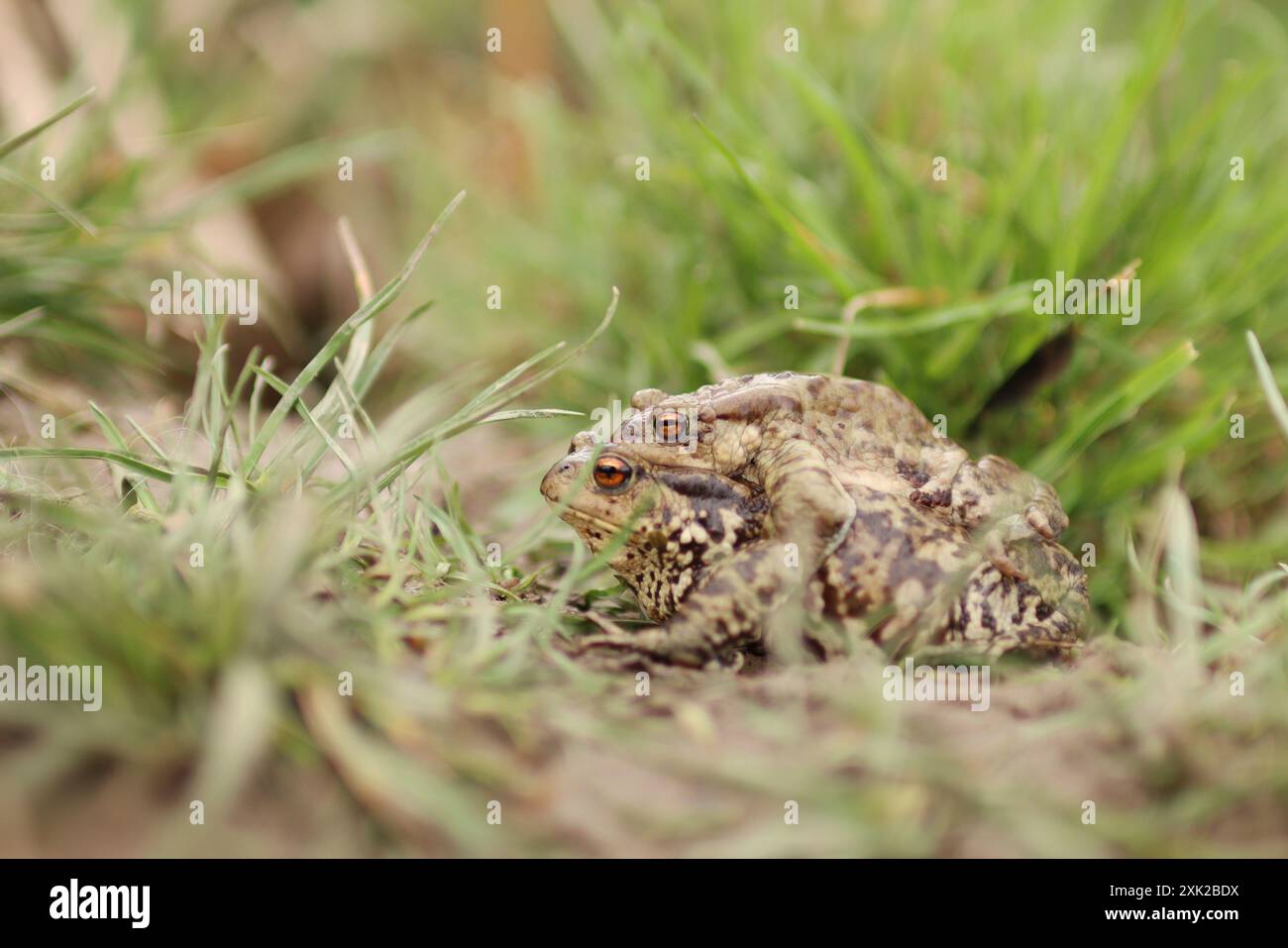 Toads mating in water hi-res stock photography and images - Alamy