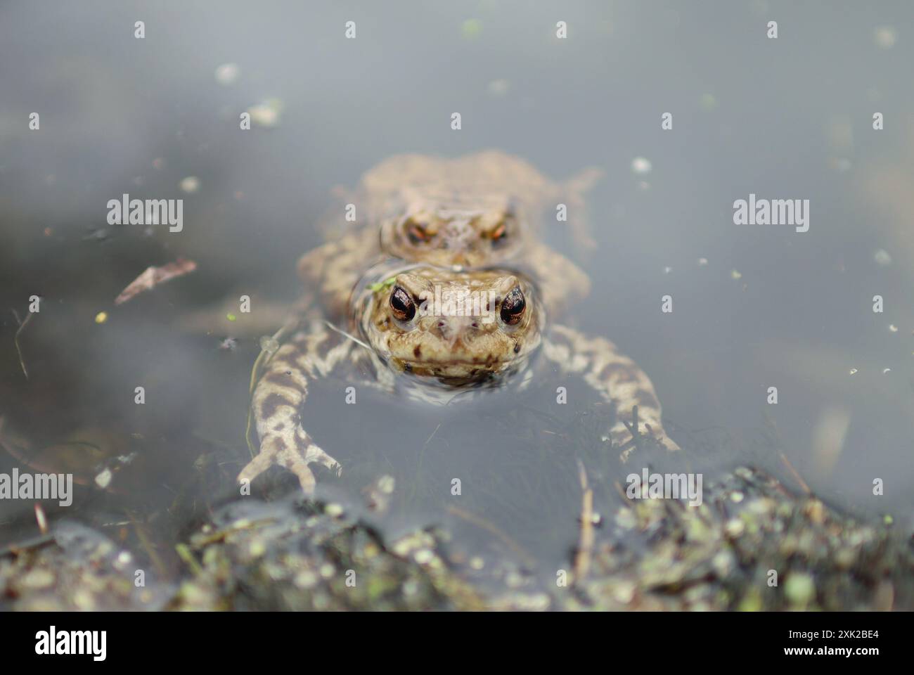 Toads congregate during mating session. They and camouflages itself in ...
