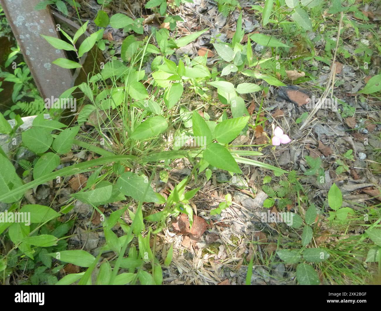 common roseling (Callisia rosea) Plantae Stock Photo - Alamy